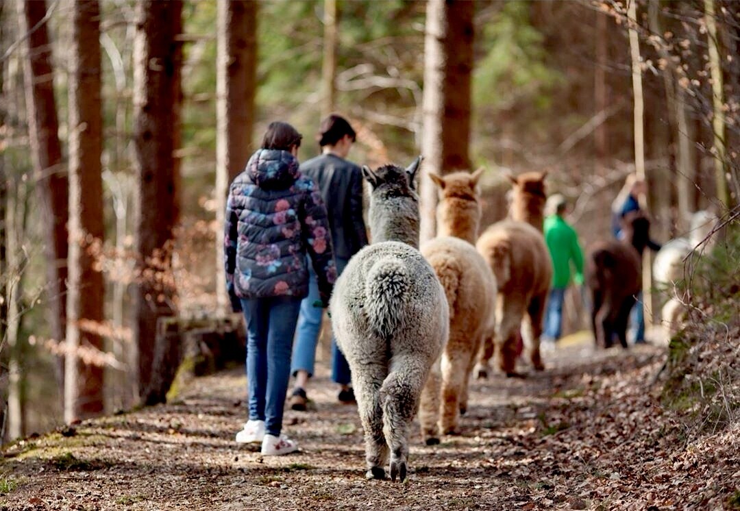 Bayernland Alpakas - Alpaka-und Lamawanderungen - Auf Kuschelkurs ...